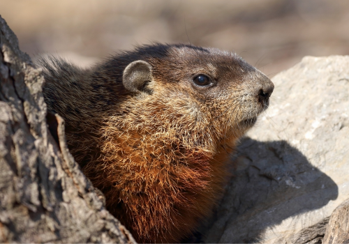 Groundhog Day Celebration | Chimney Rock State Park | Greybeard Rentals